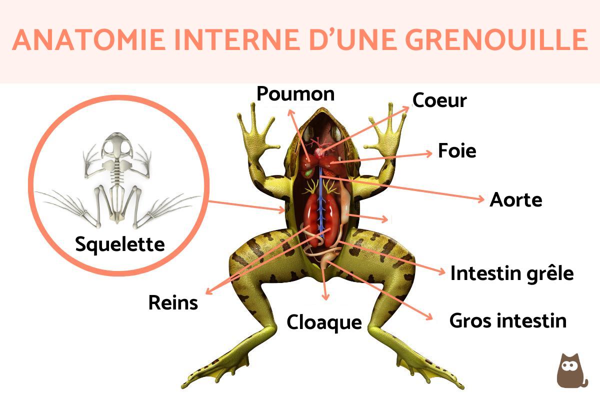 Anatomie de la grenouille - INTERNE et EXTERNE (avec SCHÉMAS)