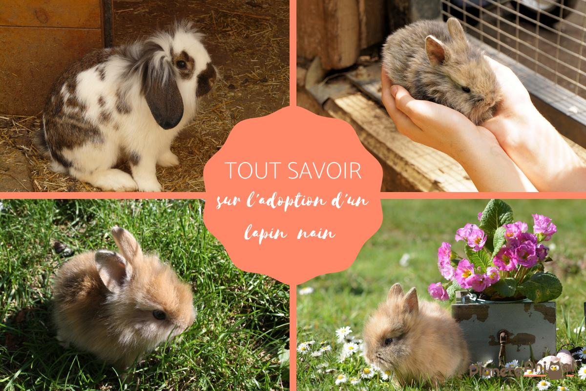 Lapin Nain A Adopter