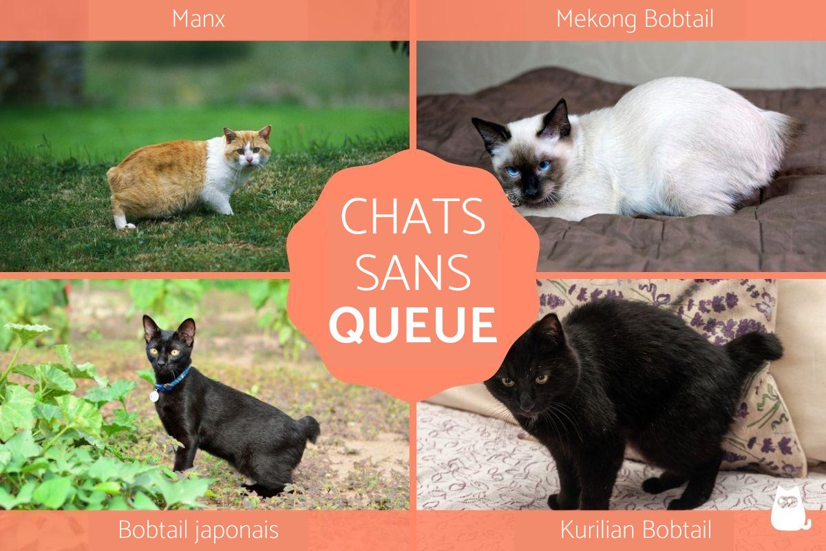 Races de chats sans queue - Liste et PHOTOS