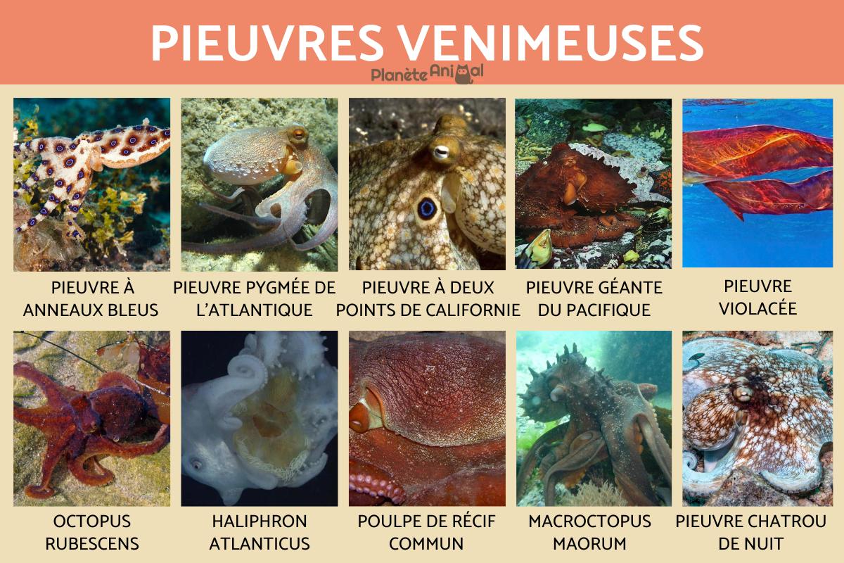 Les 10 pieuvres les plus venimeuses du monde - Pieuvres venimeuses avec PHOTOS