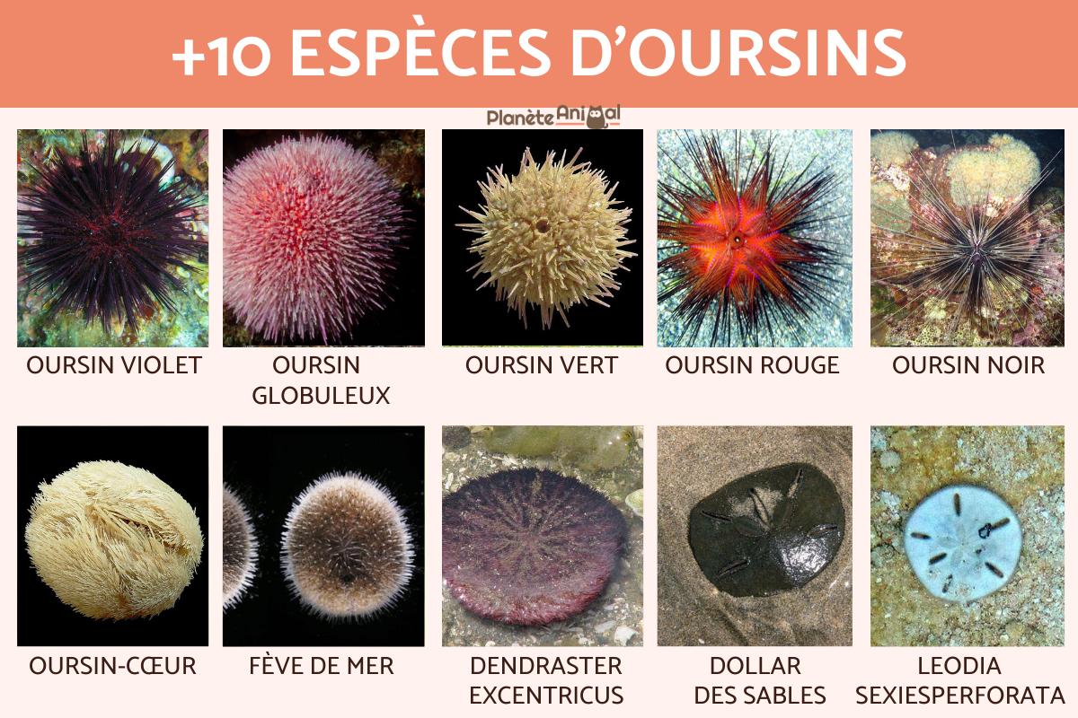 +10 ESPÈCES D'OURSINS : Oursins réguliers - Oursins irréguliers