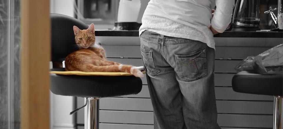 Mon CHAT MANGE TROP VITE et VOMIT : CAUSES ET CONSEILS