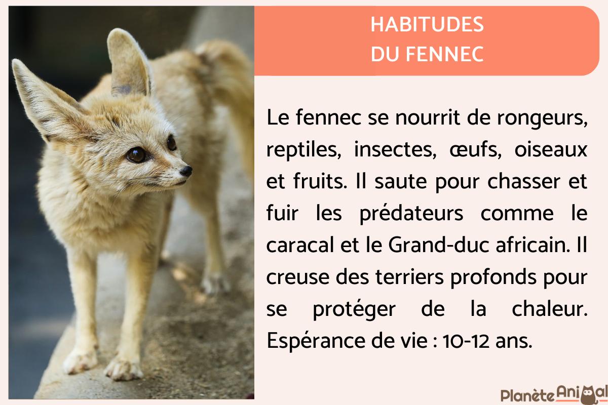 Le FENNEC comme ANIMAL de COMPAGNIE