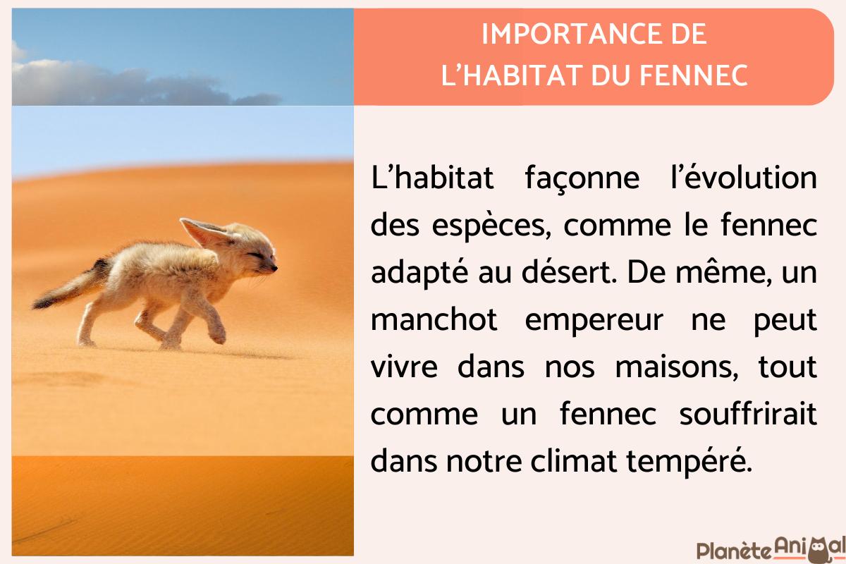 Le FENNEC comme ANIMAL de COMPAGNIE