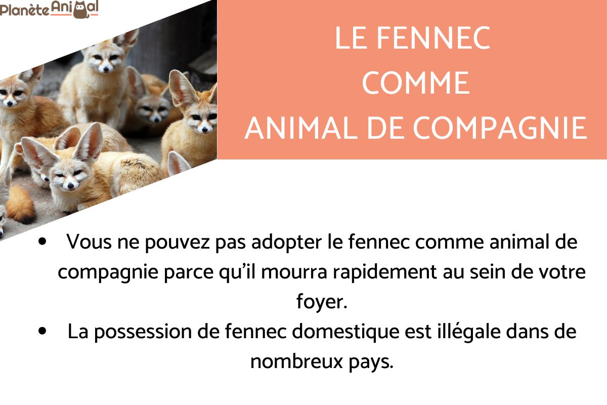 Le FENNEC comme ANIMAL de COMPAGNIE