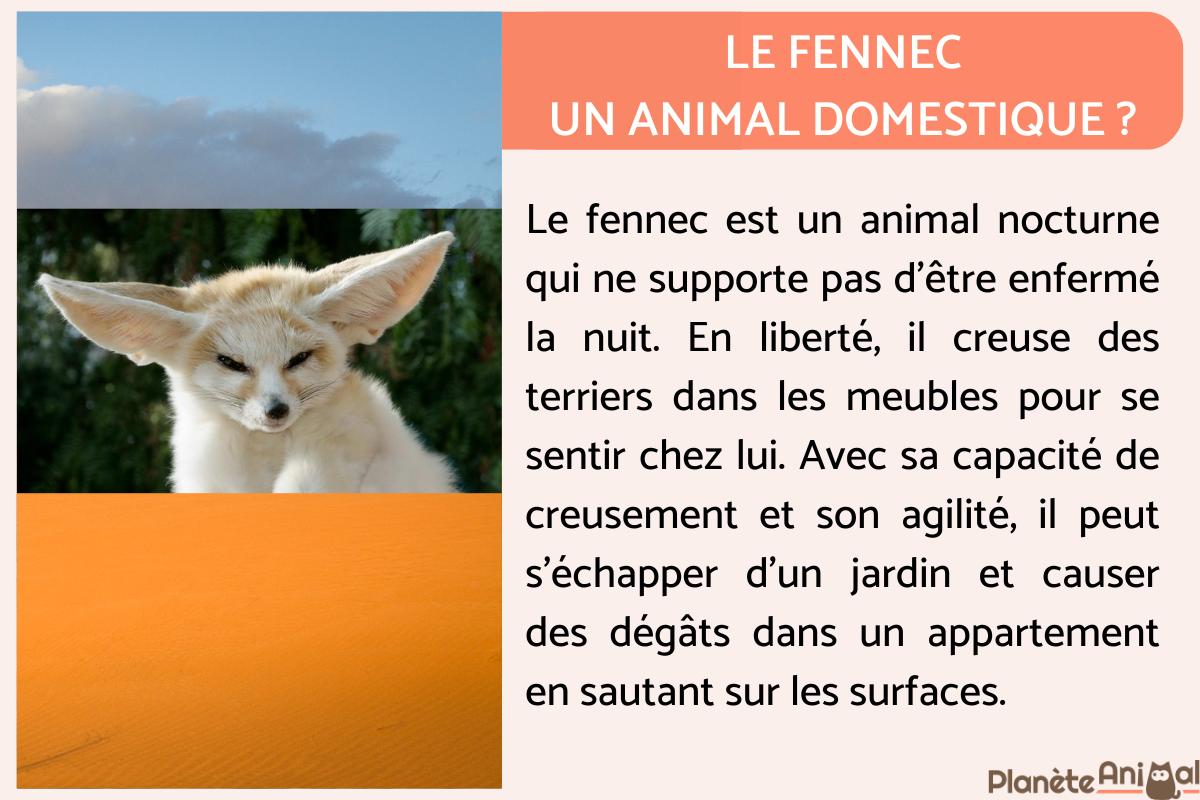 Le FENNEC comme ANIMAL de COMPAGNIE