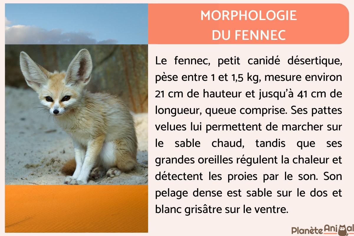 Le FENNEC comme ANIMAL de COMPAGNIE