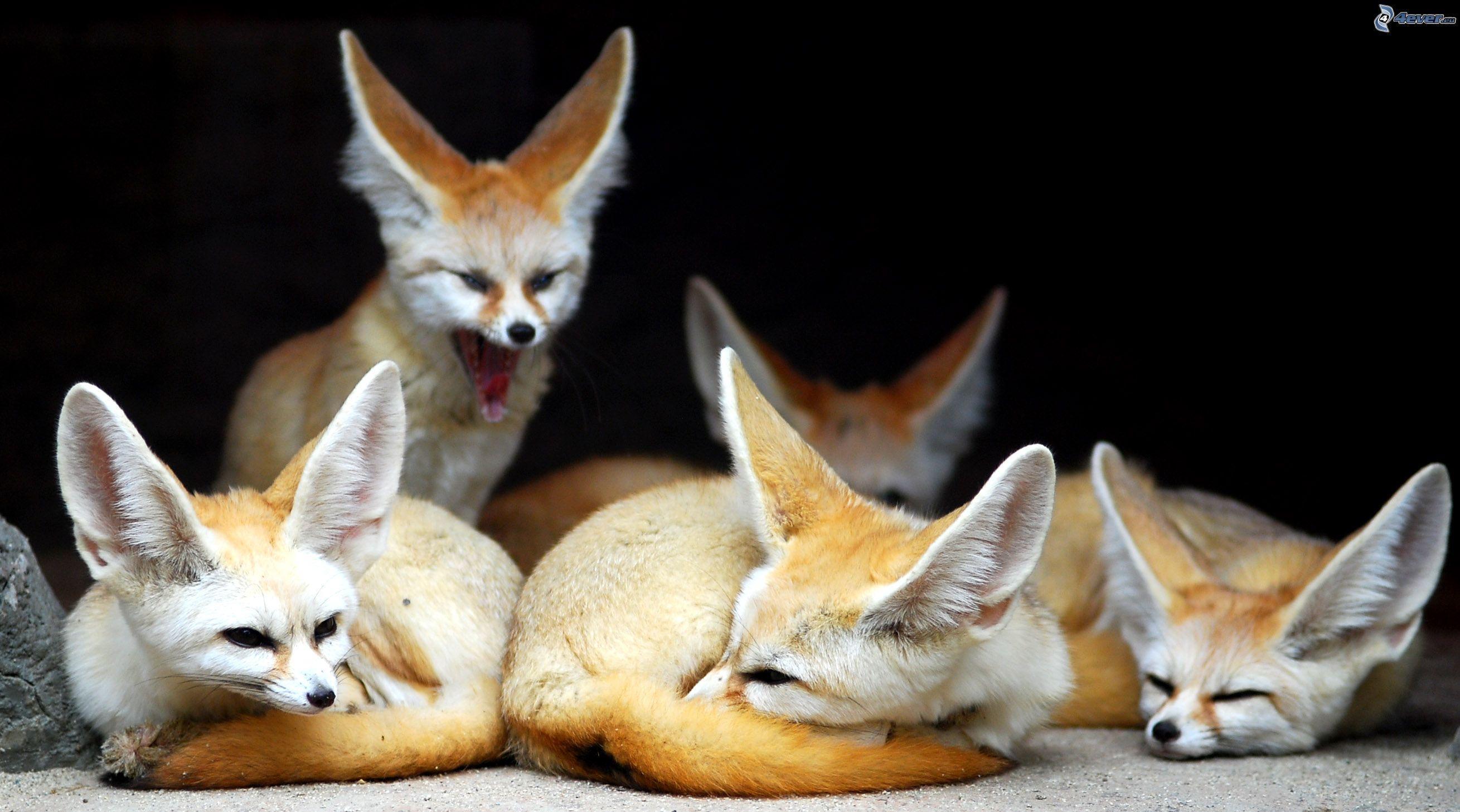 Le FENNEC comme ANIMAL de COMPAGNIE