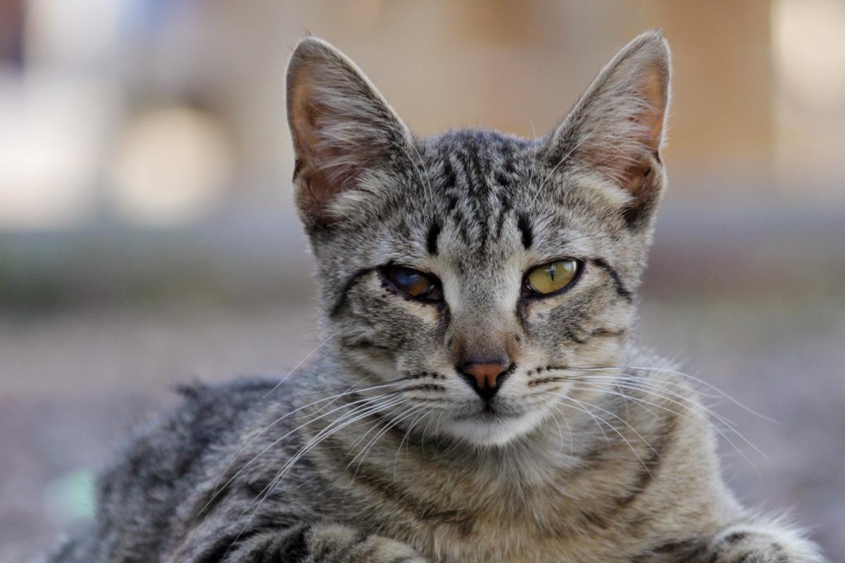Mon chat a l’œil qui coule : 7 causes et traitements. Œil du chat qui ...