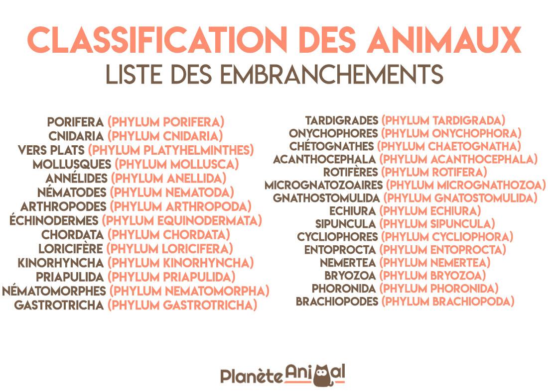 Classification des animaux - caractéristiques et exemples