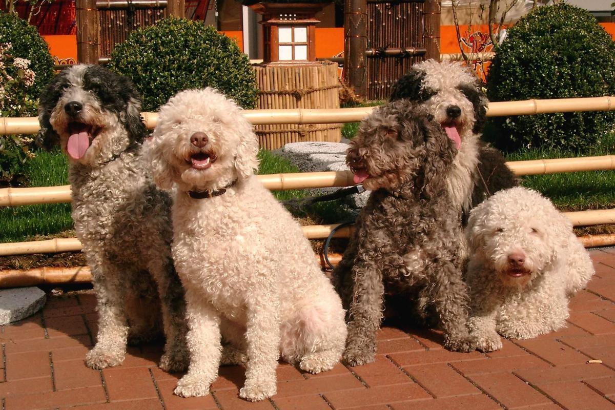 10 RACES de CHIENS PEUREUX - PHOTOS et NOMS
