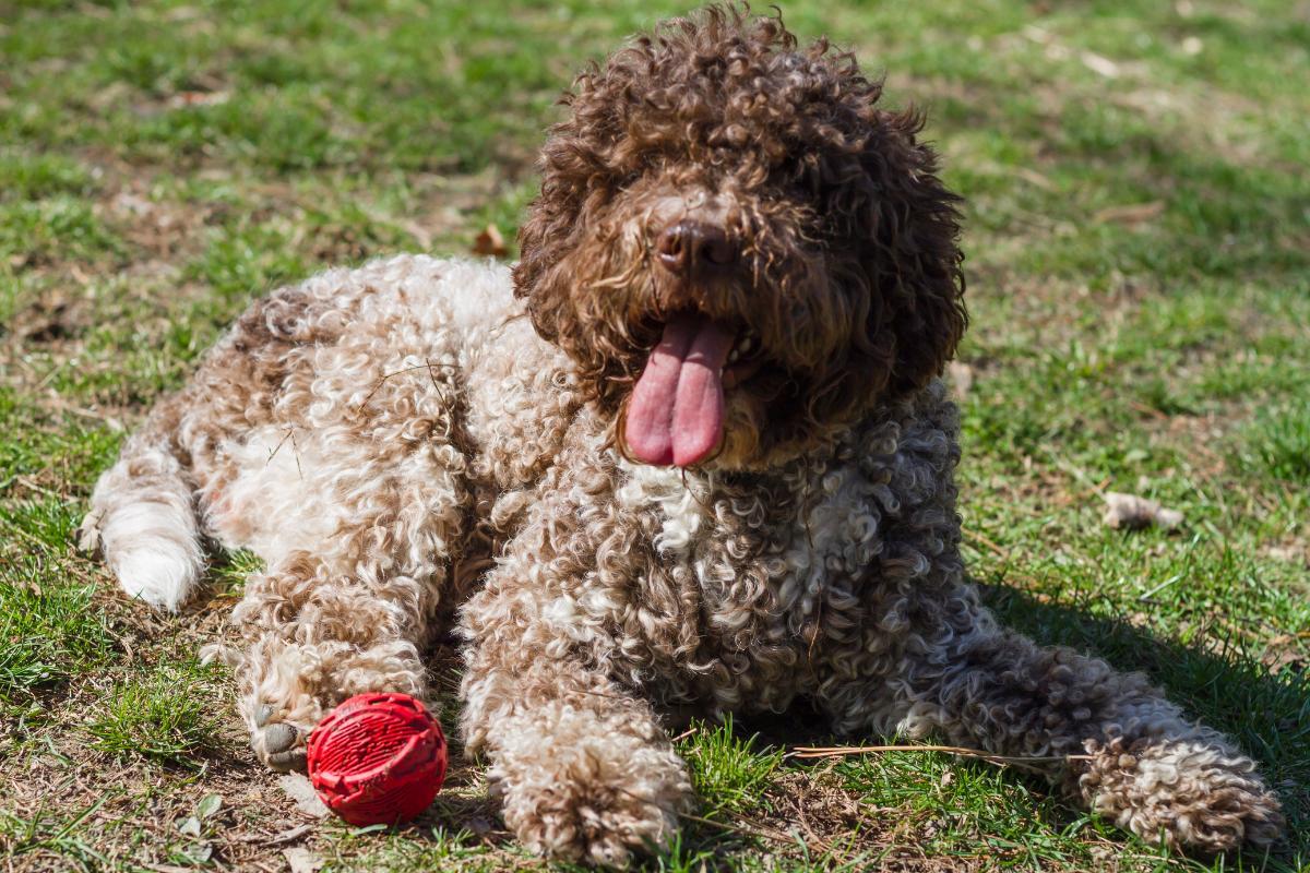 10 RACES de CHIENS PEUREUX - PHOTOS et NOMS
