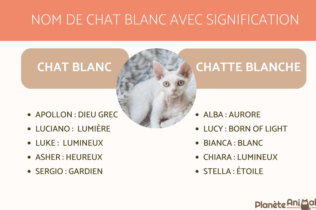+ de 100 NOMS de CHAT avec SIGNIFICATION