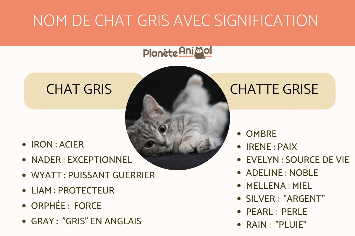 + de 100 NOMS de CHAT avec SIGNIFICATION