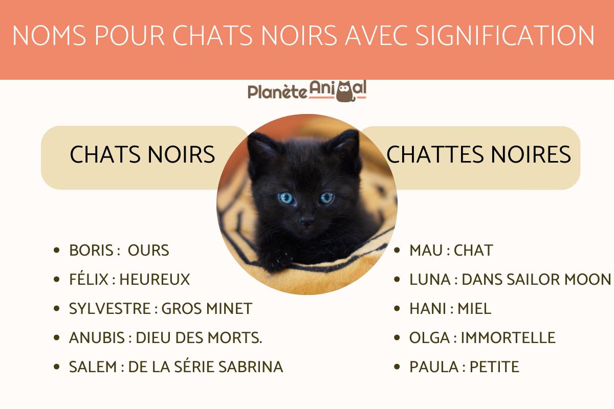 + de 100 NOMS de CHAT avec SIGNIFICATION