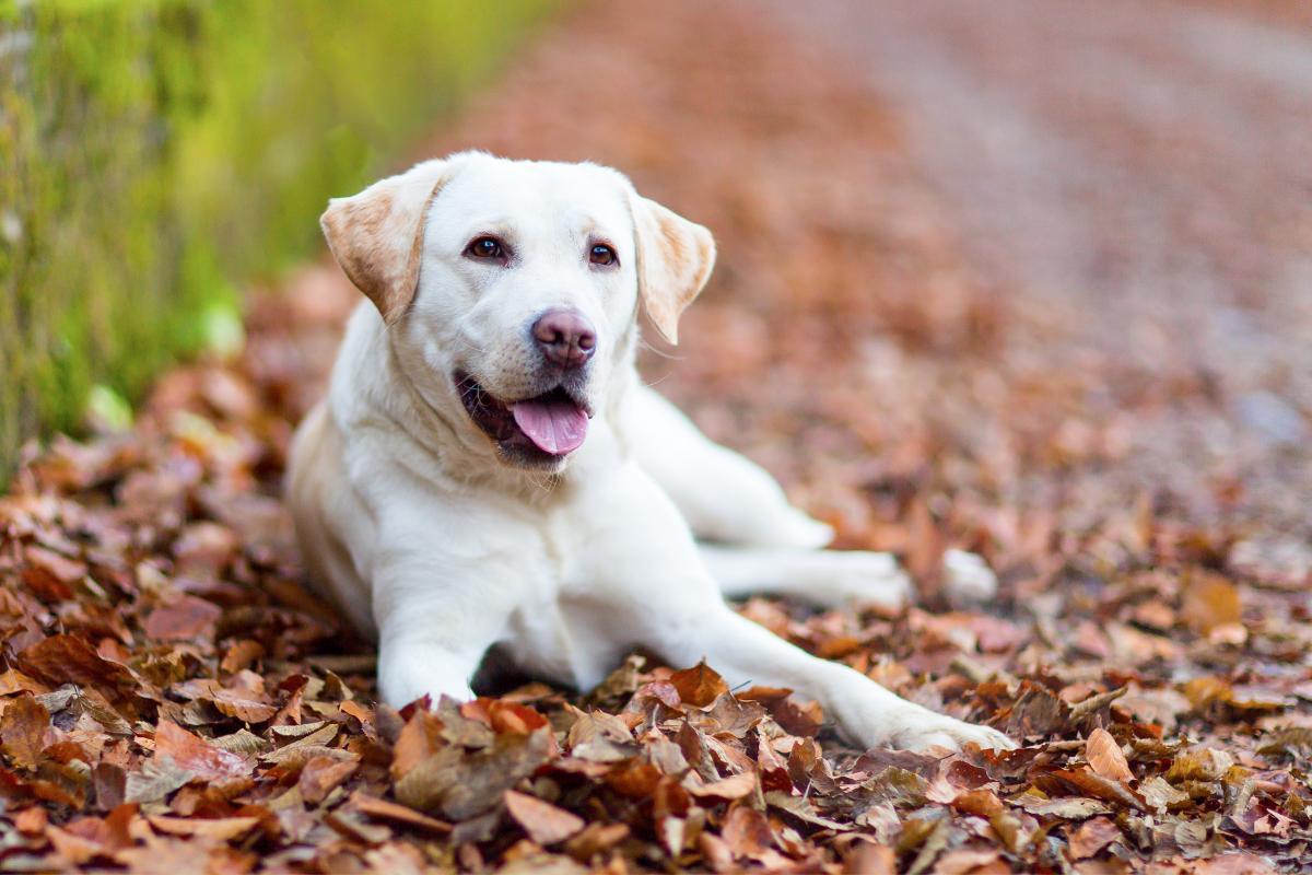 Quels sont les 16 MEILLEURS CHIENS DE COMPAGNIE