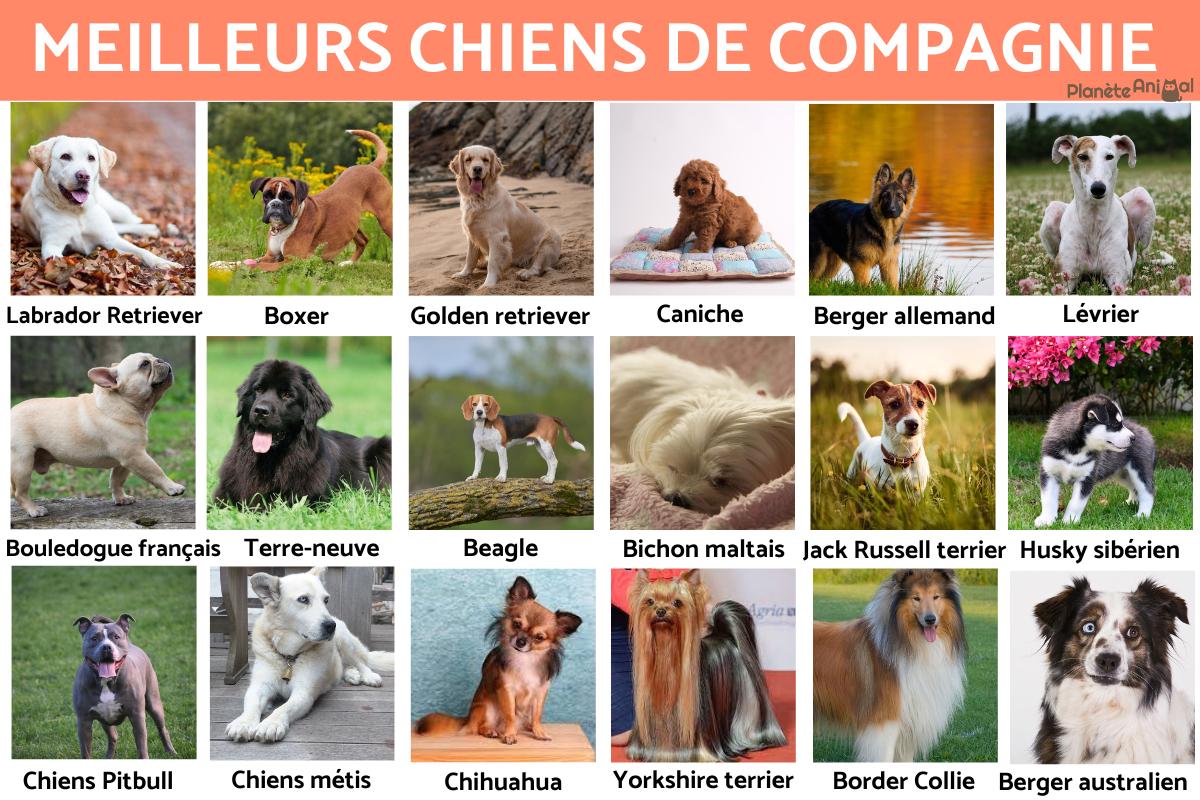 Quels sont les 16 MEILLEURS CHIENS DE COMPAGNIE