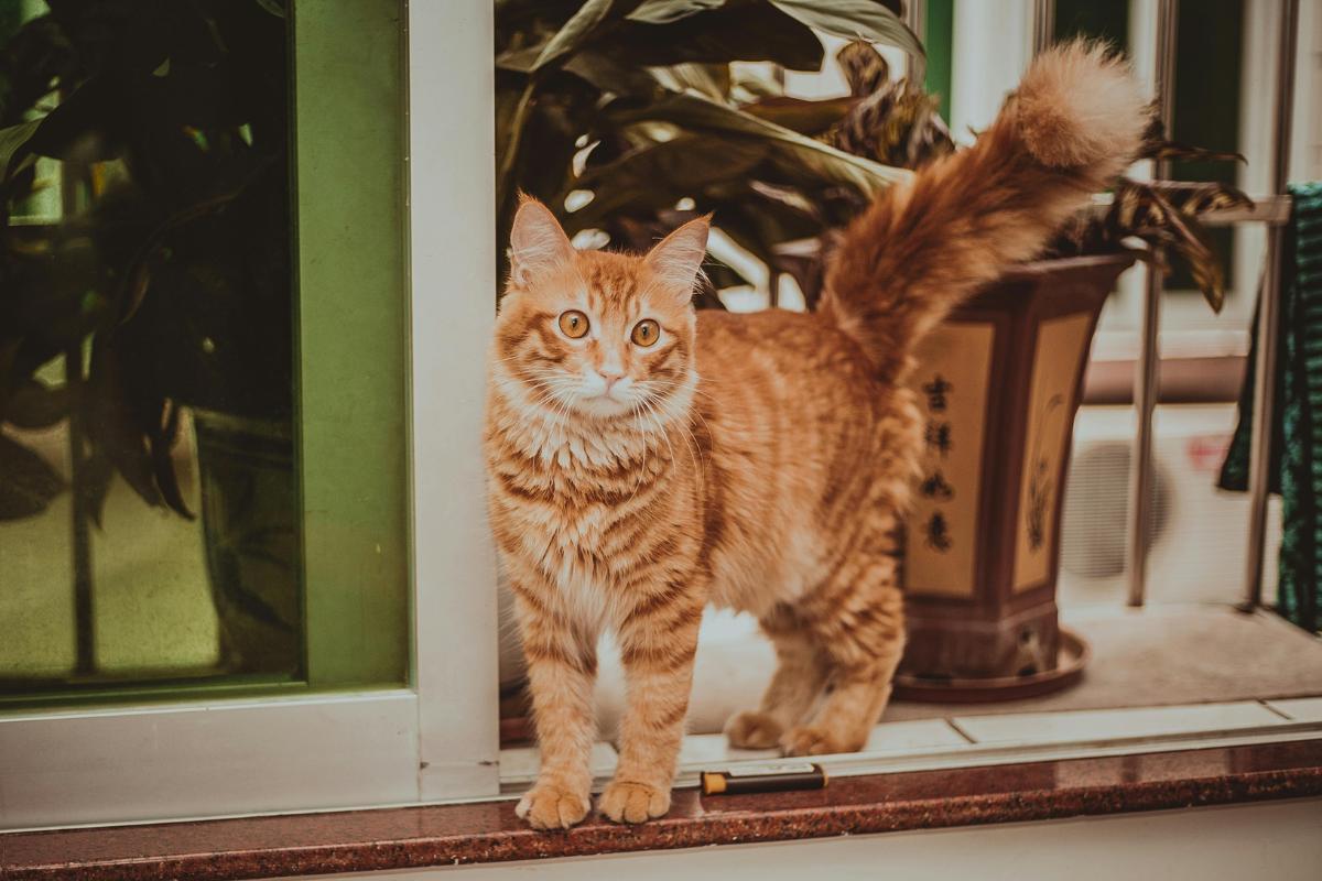 Pourquoi mon chat bouge sa queue quand je lui parle