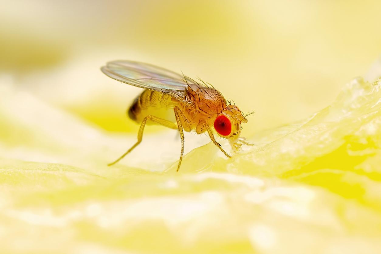 Que MANGE une MOUCHE - Alimentation de la mouche