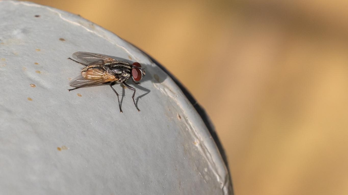 Que MANGE une MOUCHE - Alimentation de la mouche