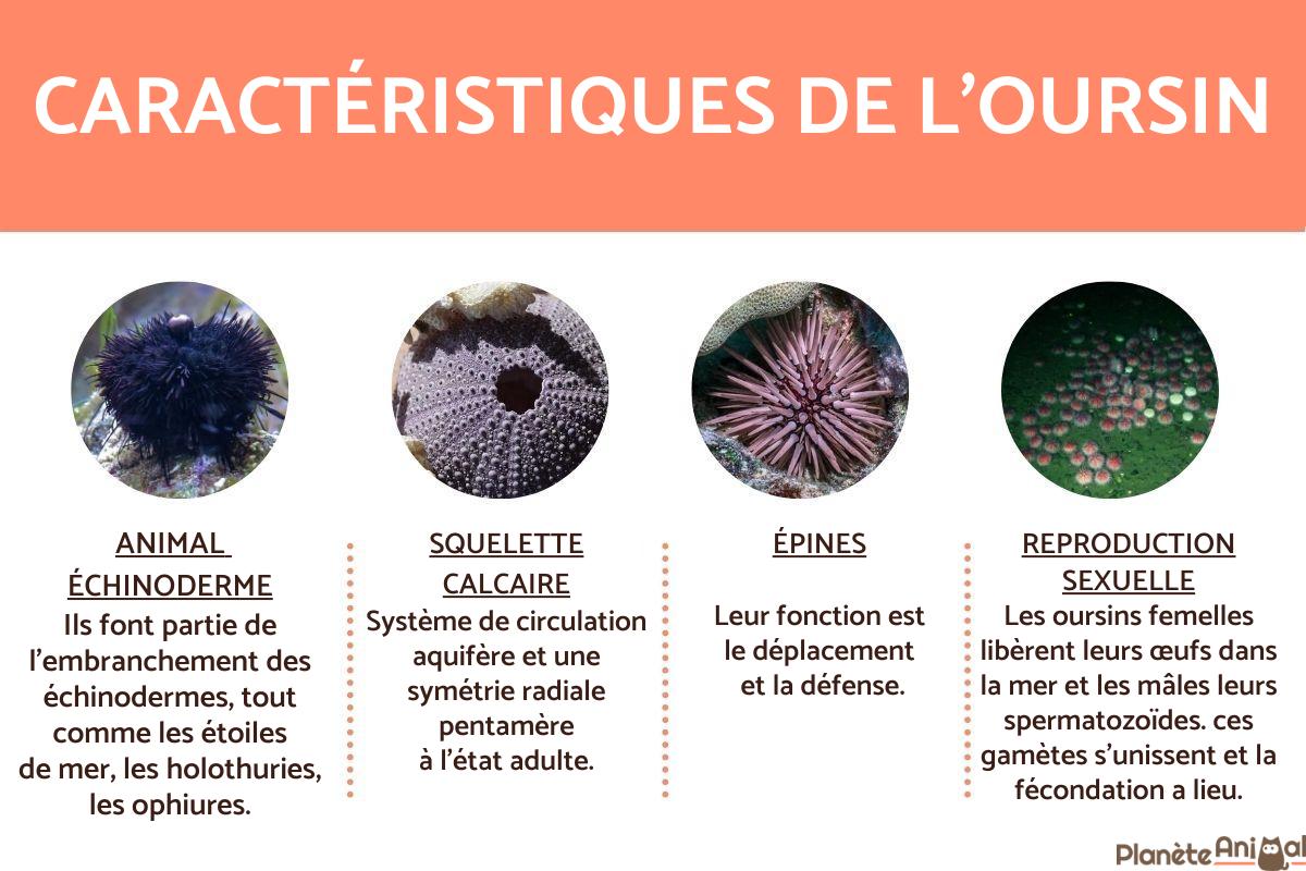 OURSIN : SQUELETTE, HABITAT, REPRODUCTION, ALIMENTATION