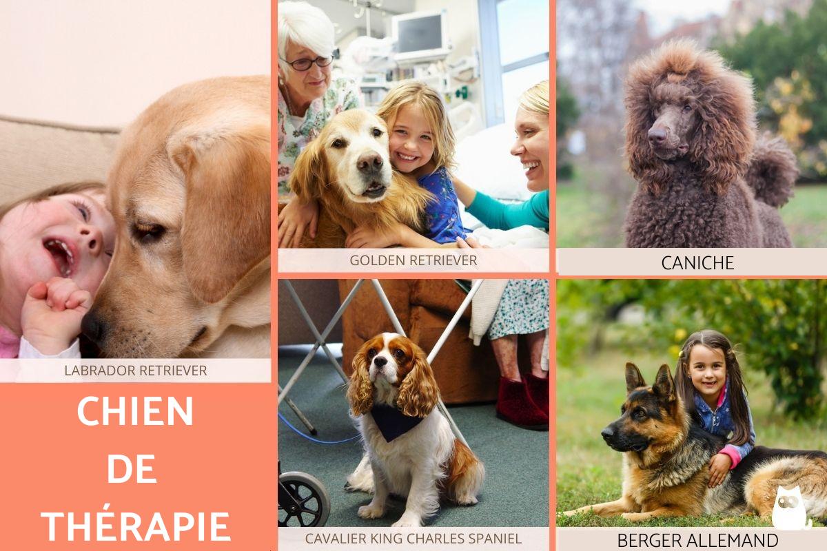 Chien de thérapie - Races et caractéristiques