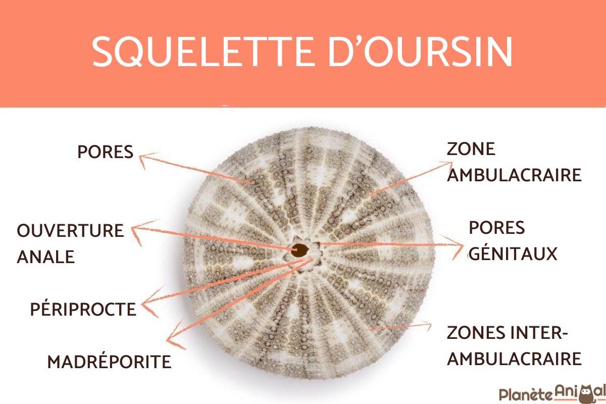 OURSIN : SQUELETTE, HABITAT, REPRODUCTION, ALIMENTATION