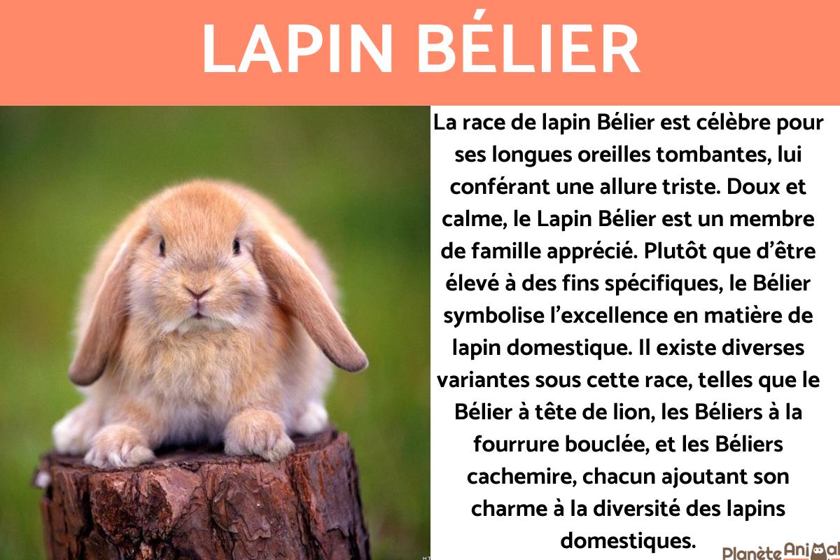 +35 RACES de LAPINS et leurs CARACTÉRISTIQUES