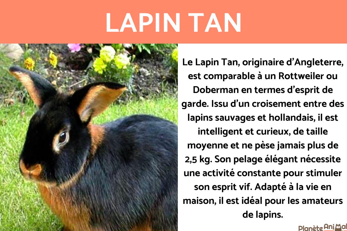 Toute Les Race De Lapin – Les Différents Types De Lapins – HJEGK