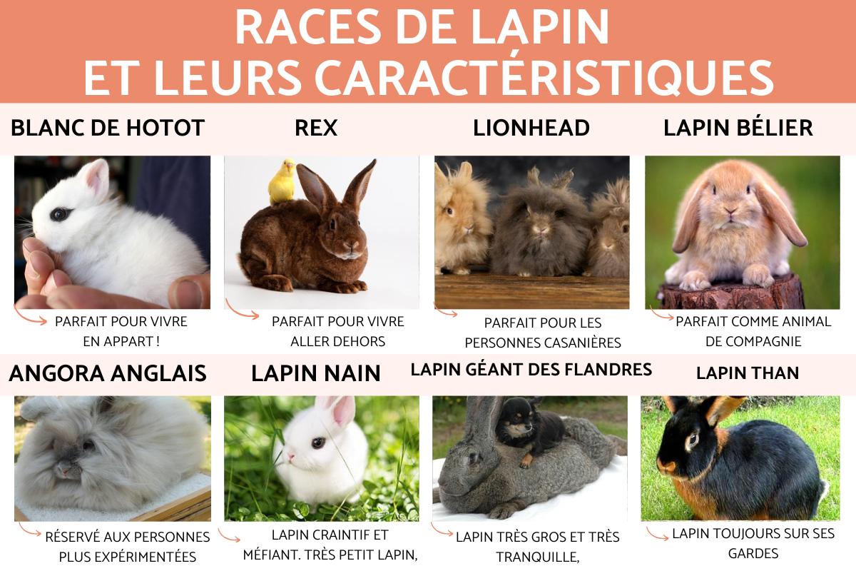 +35 RACES de LAPINS et leurs CARACTÉRISTIQUES