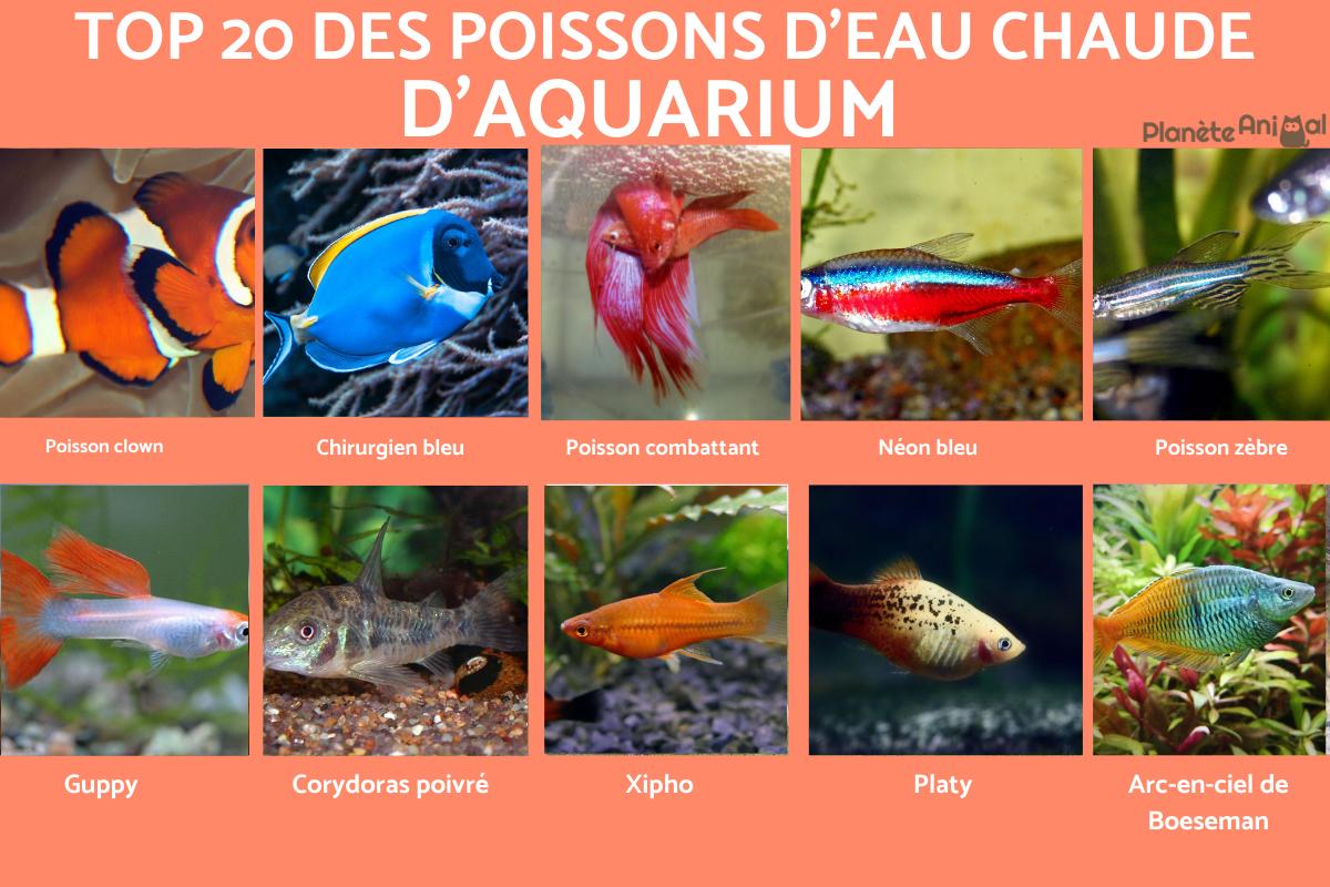 Types De Poissons D'aquarium D'eau Douce Dix Poissons D'aquarium