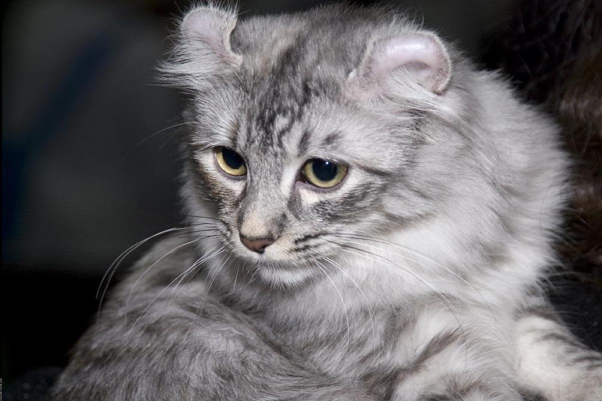 Races de chats aux oreilles pliées - TOP 3 avec photos