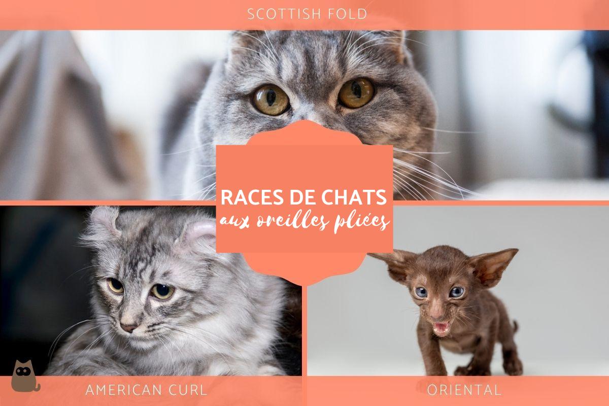 Races de chats aux oreilles pliées - TOP 3 avec photos