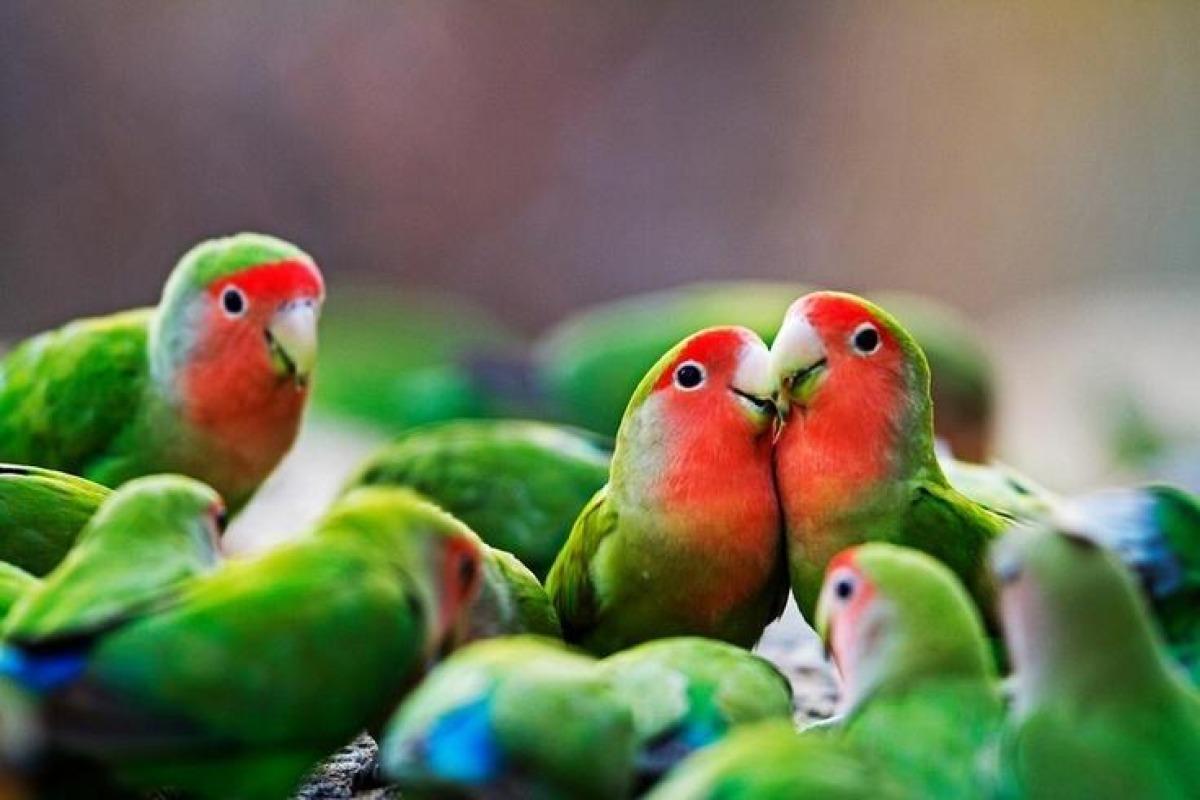 Tout savoir sur les inséparables