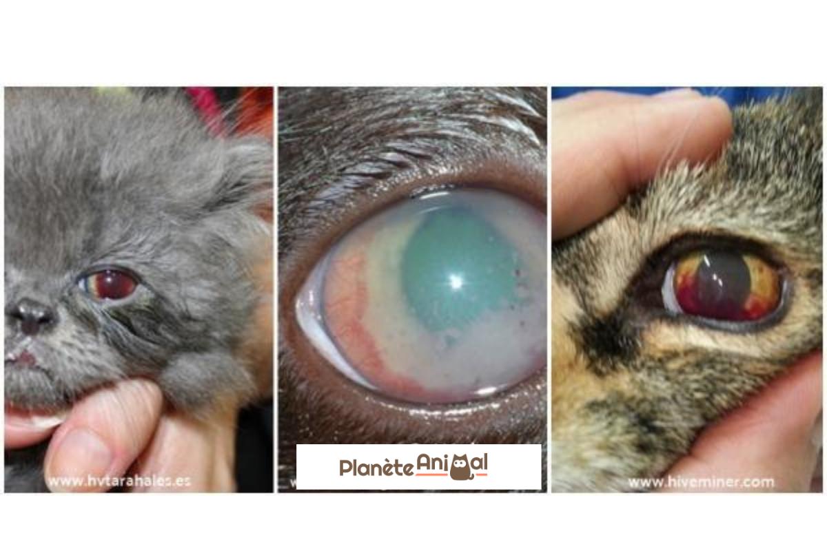 Pourquoi mon CHAT a les YEUX ROUGES - Causes principales