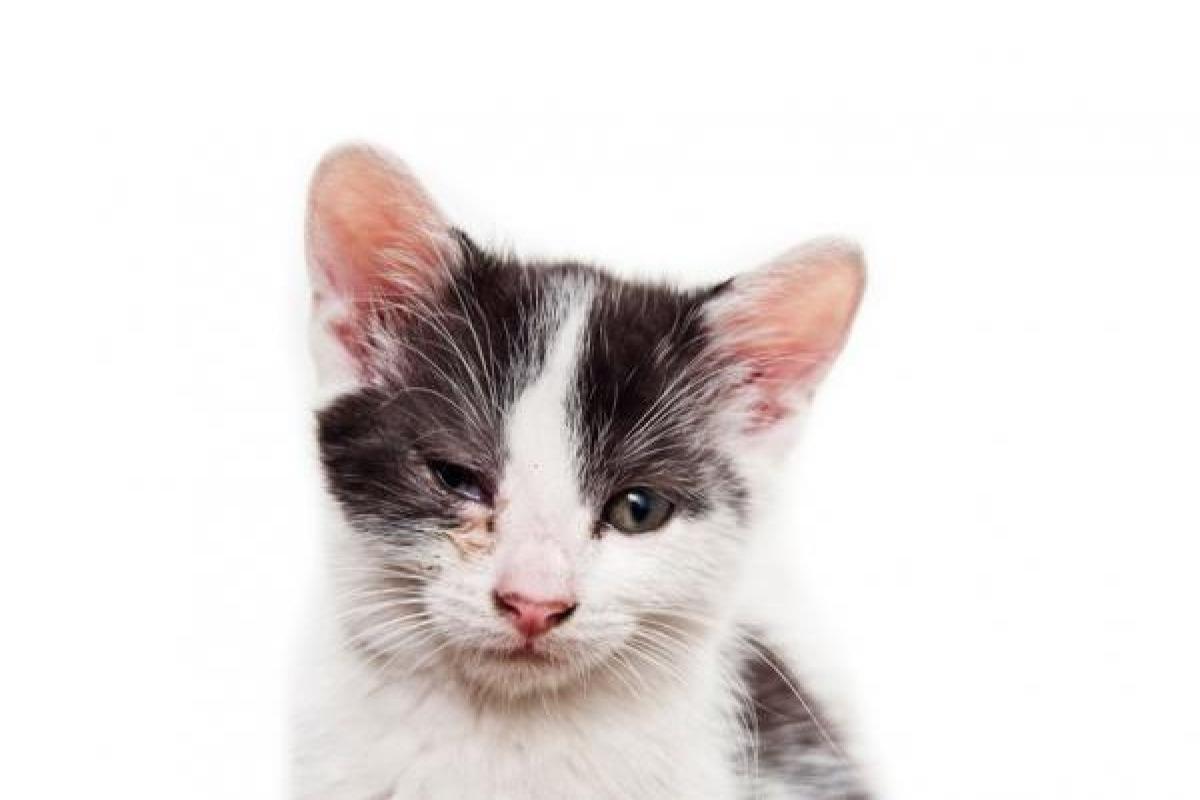 Pourquoi mon CHAT a les YEUX ROUGES - Causes principales