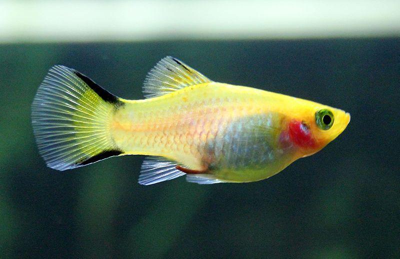 + de 15 POISSONS d'EAU DOUCE d'AQUARIUM - Espèces et PHOTOS
