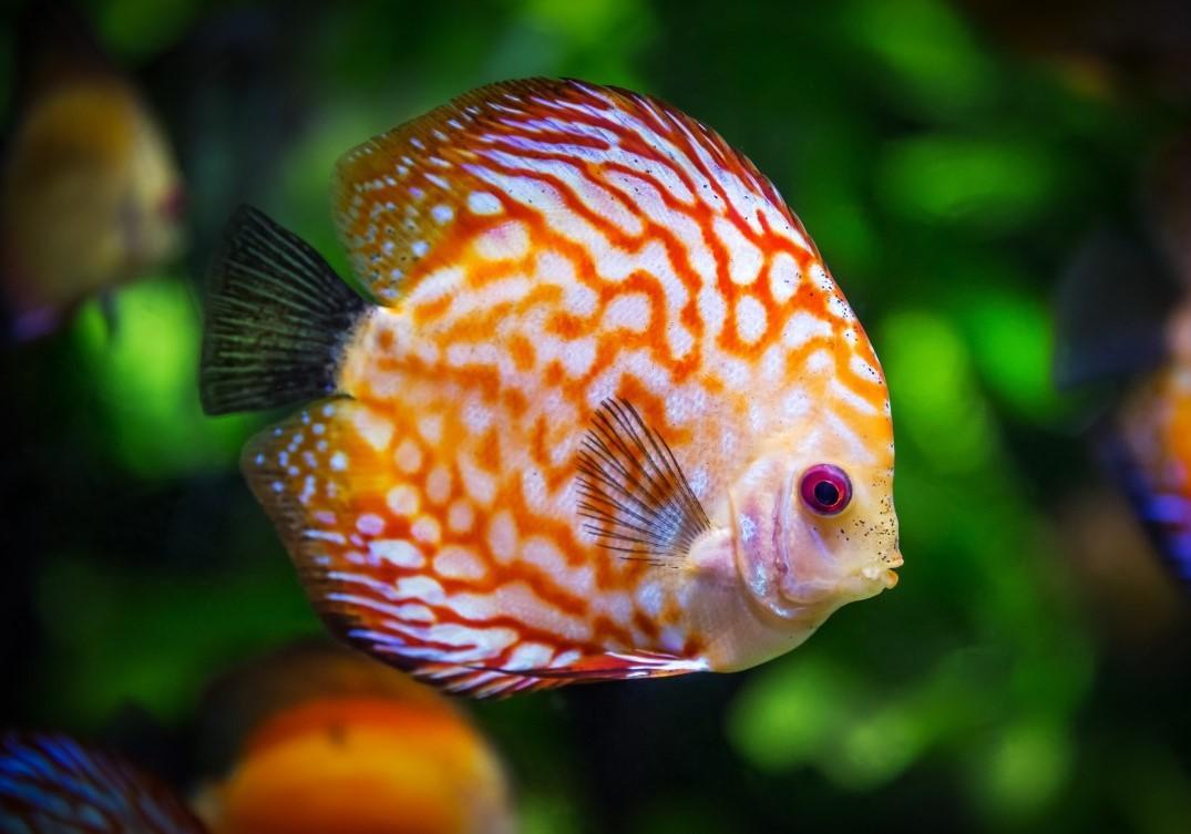 + de 15 POISSONS d'EAU DOUCE d'AQUARIUM - Espèces et PHOTOS