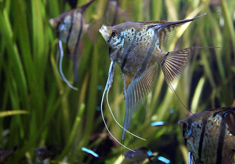 + de 15 POISSONS d'EAU DOUCE d'AQUARIUM - Espèces et PHOTOS