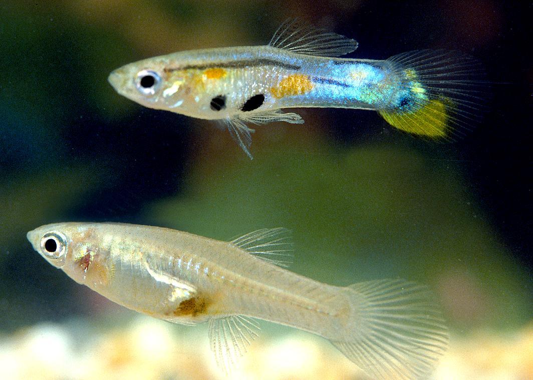 + de 15 POISSONS d'EAU DOUCE d'AQUARIUM - Espèces et PHOTOS