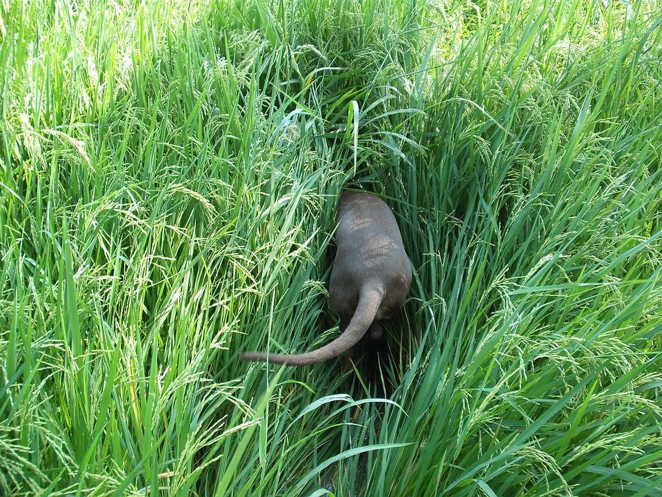 Queue du chien : les significations de ses mouvements