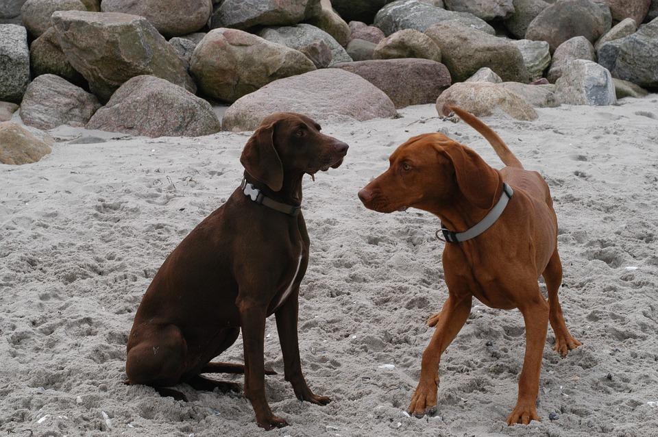 Queue du chien : les significations de ses mouvements