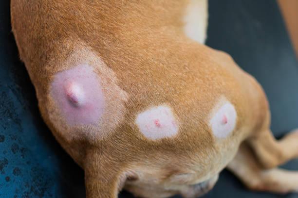 Kyste sébacé du chien - Traitement, causes et photos