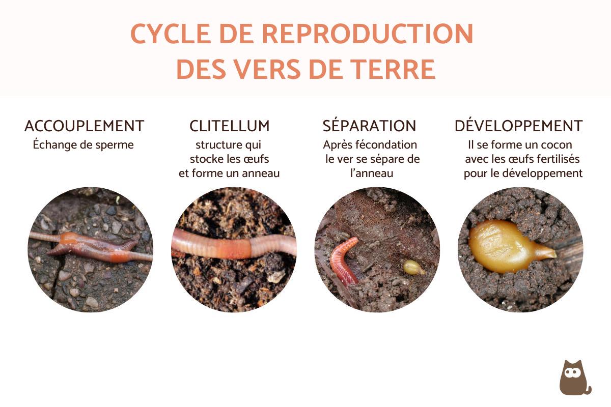 REPRODUCTION des VERS de TERRE - Reproduction, développement, naissance