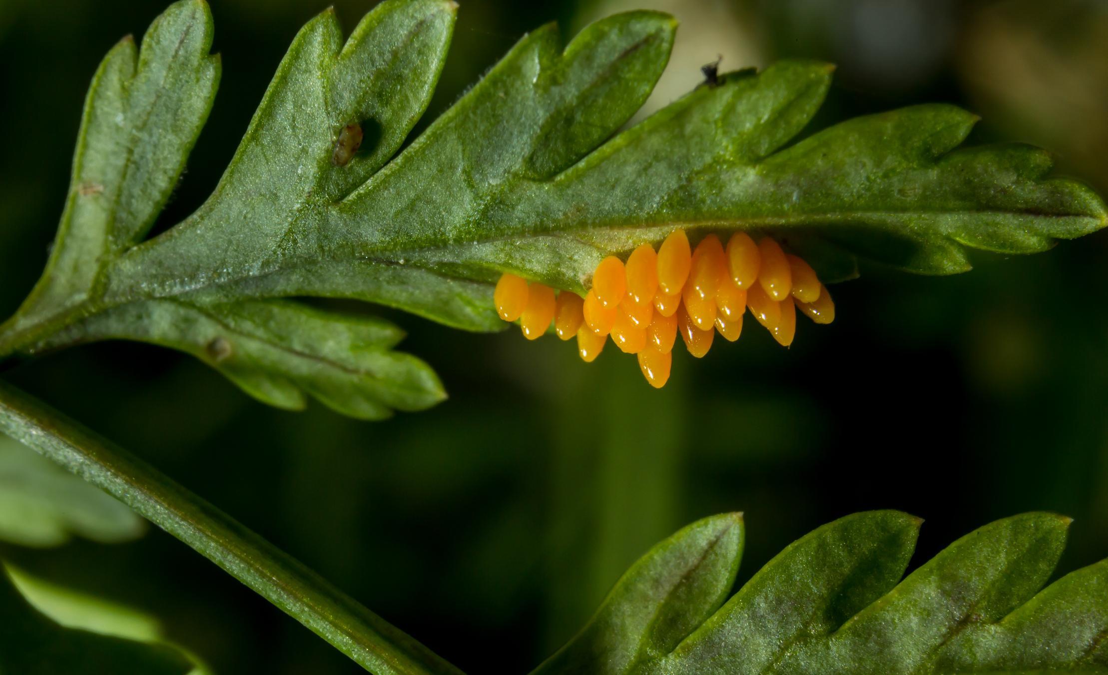Reproduction de la COCCINELLE