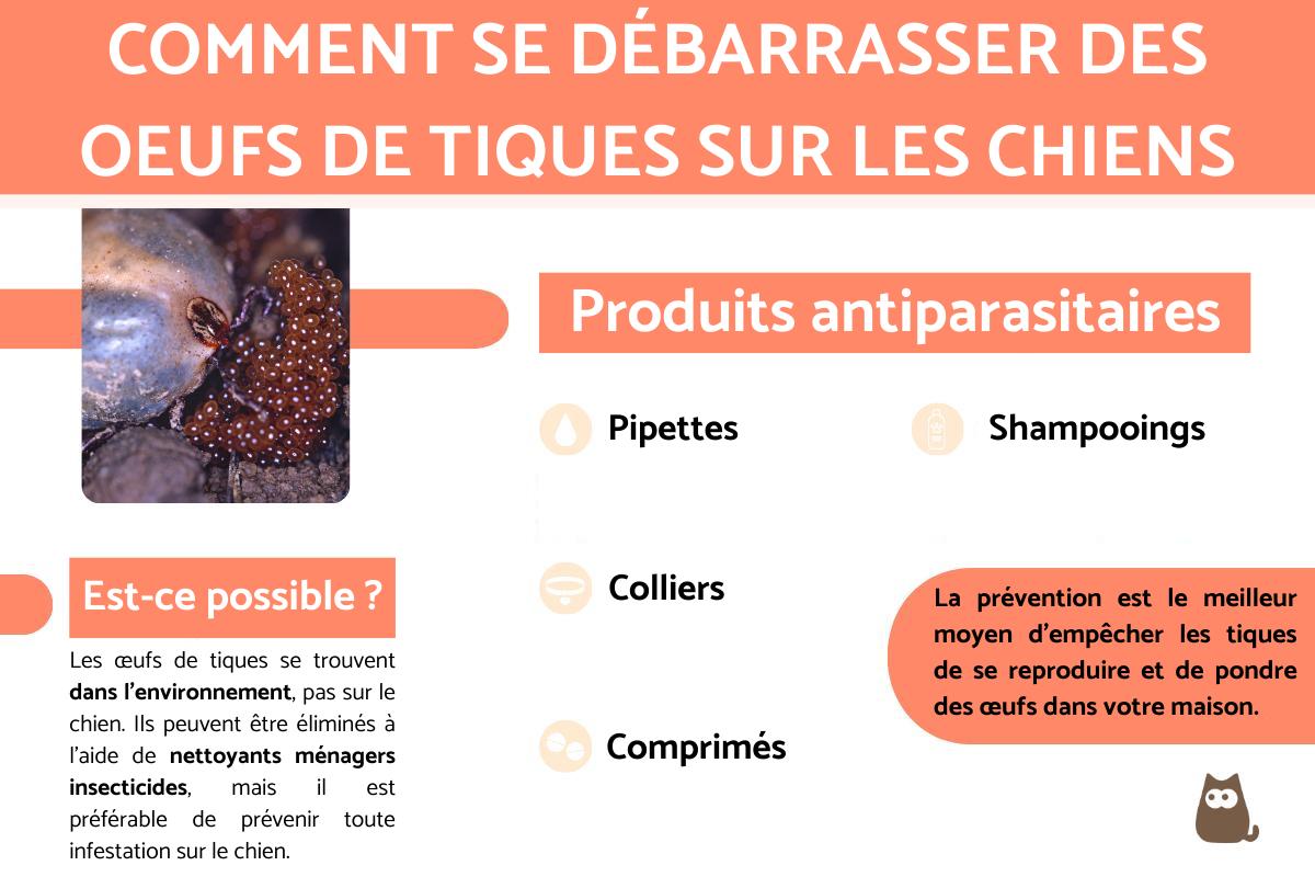 Comment se débarrasser des œufs de tiques sur les chiens - Produits EFFICACES