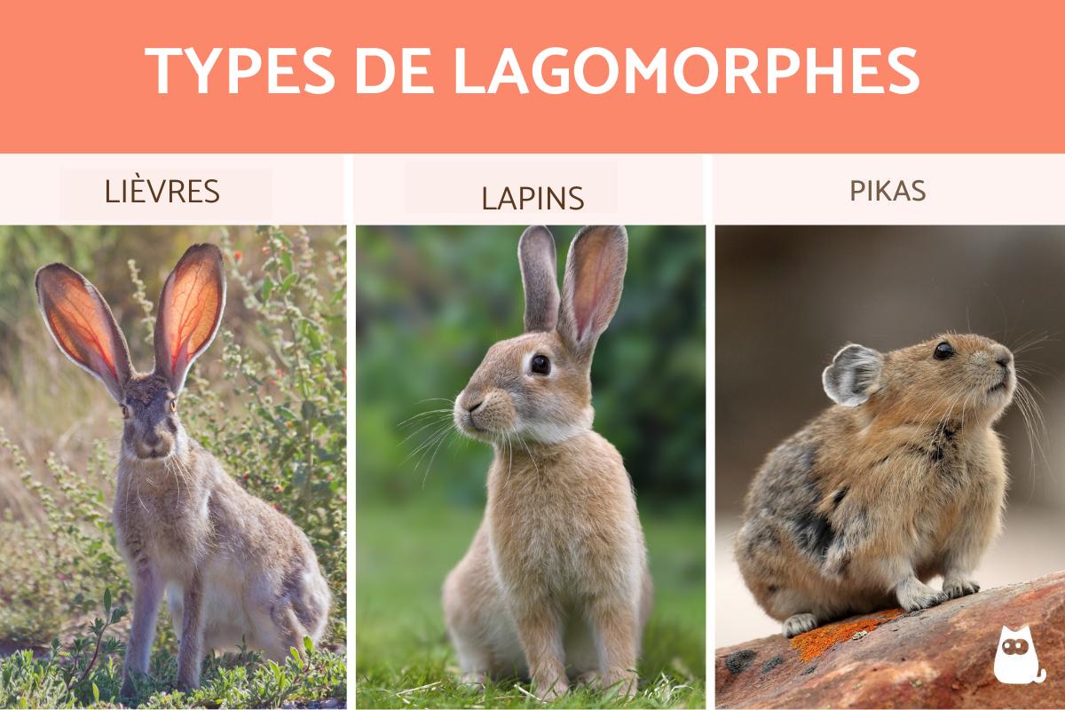 LAGOMORPHES - DÉFINITION, EXEMPLES, et caractéristiques