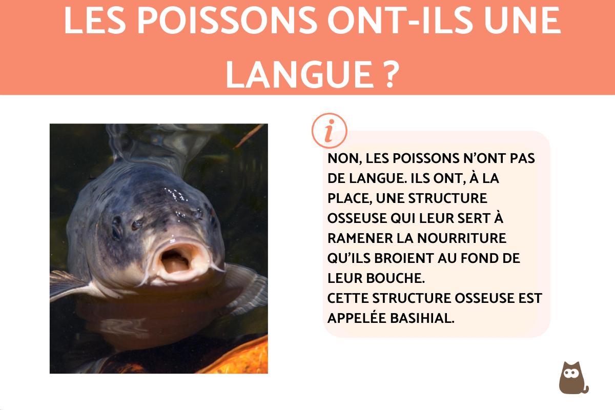 Les poissons ont-ils une langue