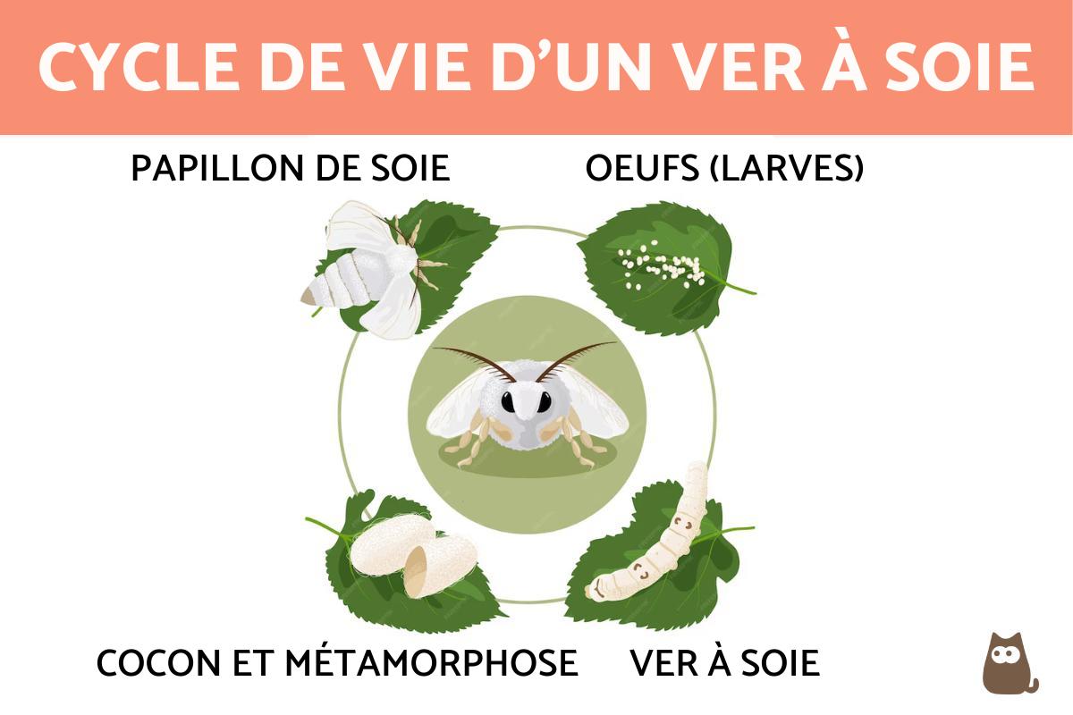 Cycle de vie du ver à soie - 6 ÉTAPES