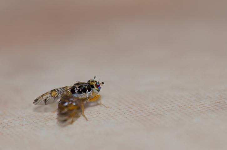 Espèces de mouches - Caractéristiques et habitat